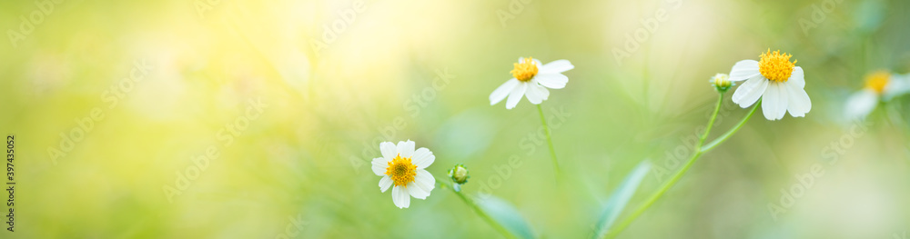 Nature of flower in garden using as cover page background natural flora ...