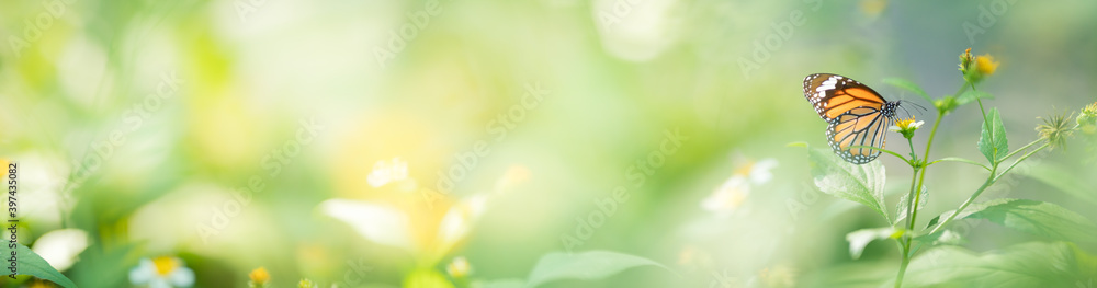 Nature of butterfly and flower in garden using as background ...