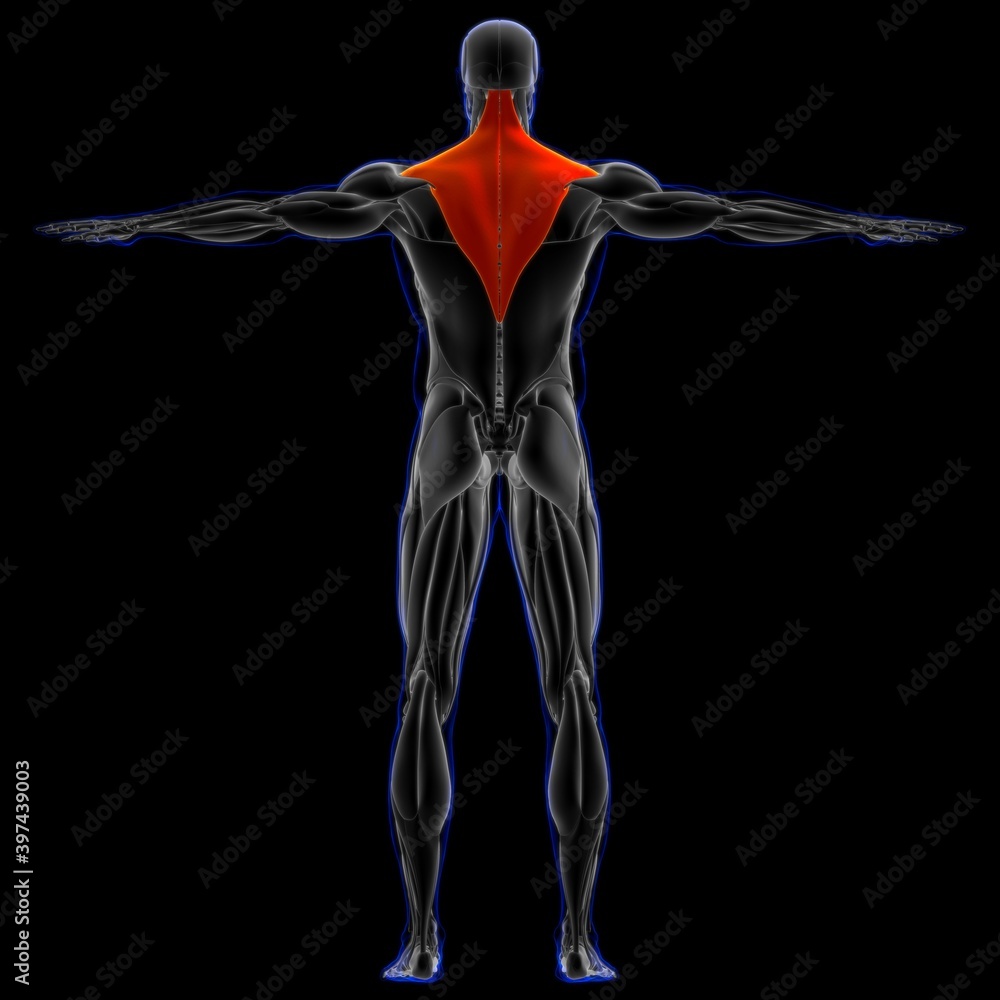 Trapezius Muscle Anatomy For Medical Concept 3D Illustration Stock ...
