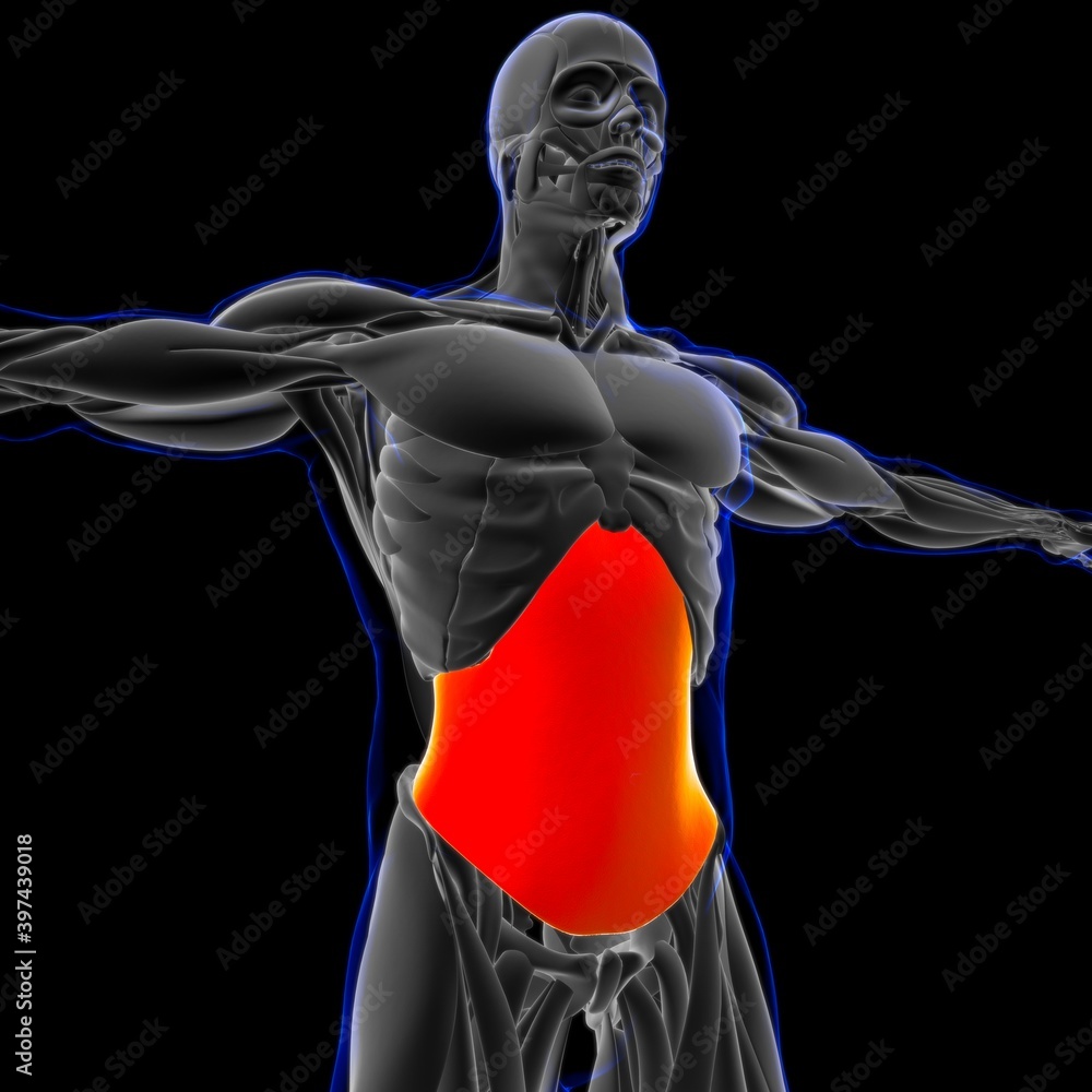 Transversus Abdominis Muscle Anatomy For Medical Concept 3D ...