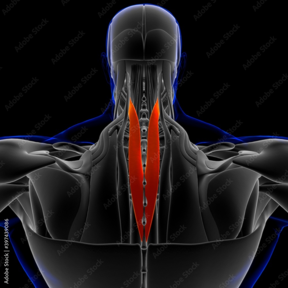 Splenius Cervicis Muscle Anatomy For Medical Concept 3D Illustration ...