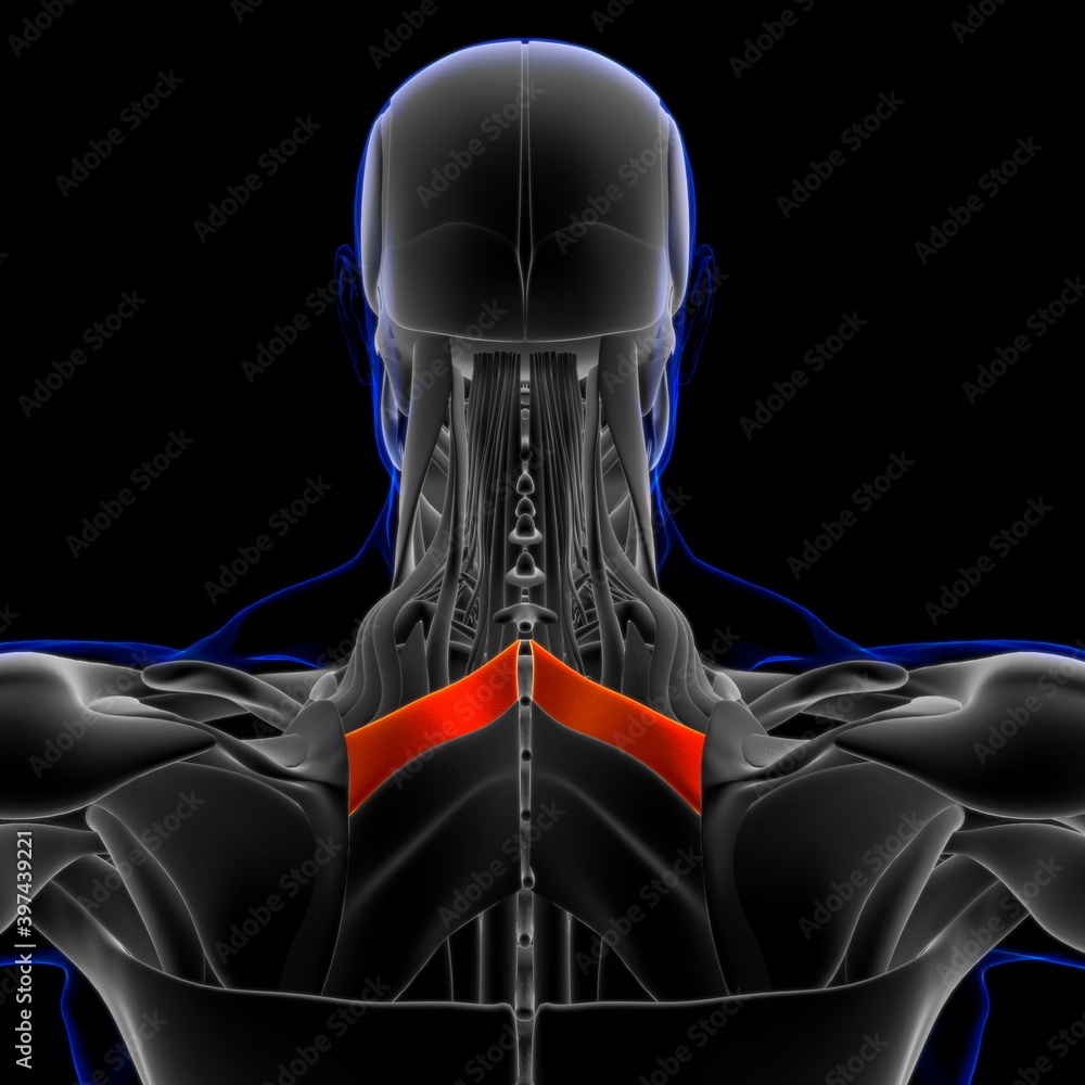 Rhomboid Minor Muscle Anatomy For Medical Concept 3D Illustration Stock ...