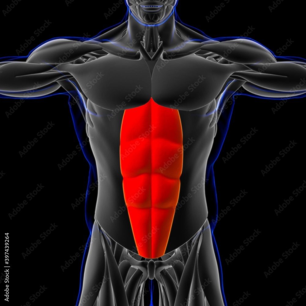 Rectus Abdominis Muscle Anatomy For Medical Concept 3D Illustration ...