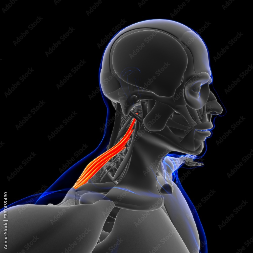 Levator Scapulae Muscle Anatomy For Medical Concept 3D Illustration ...