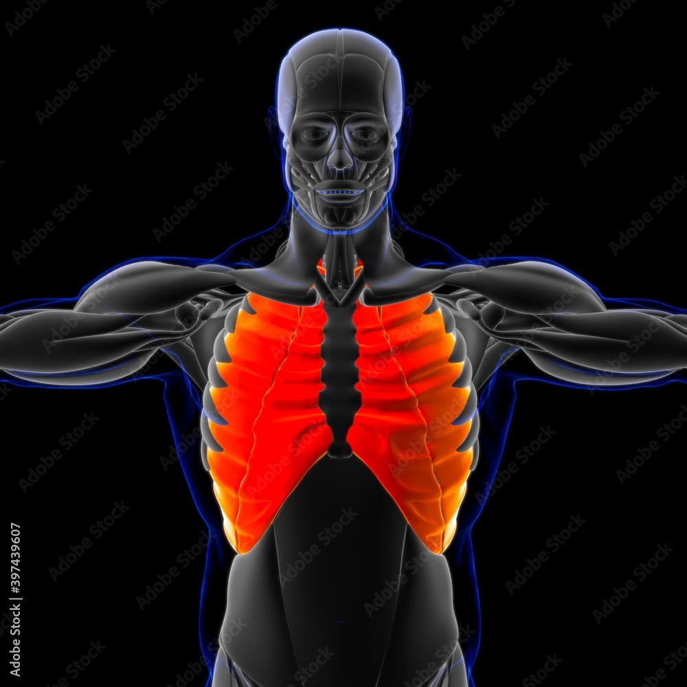Intercostal Muscle Anatomy For Medical Concept 3D Illustration Stock ...