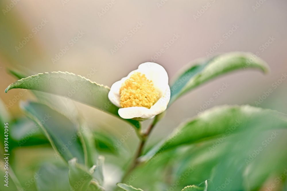 open bud of yellow-white tea flower with petals and a core on a shrub ...