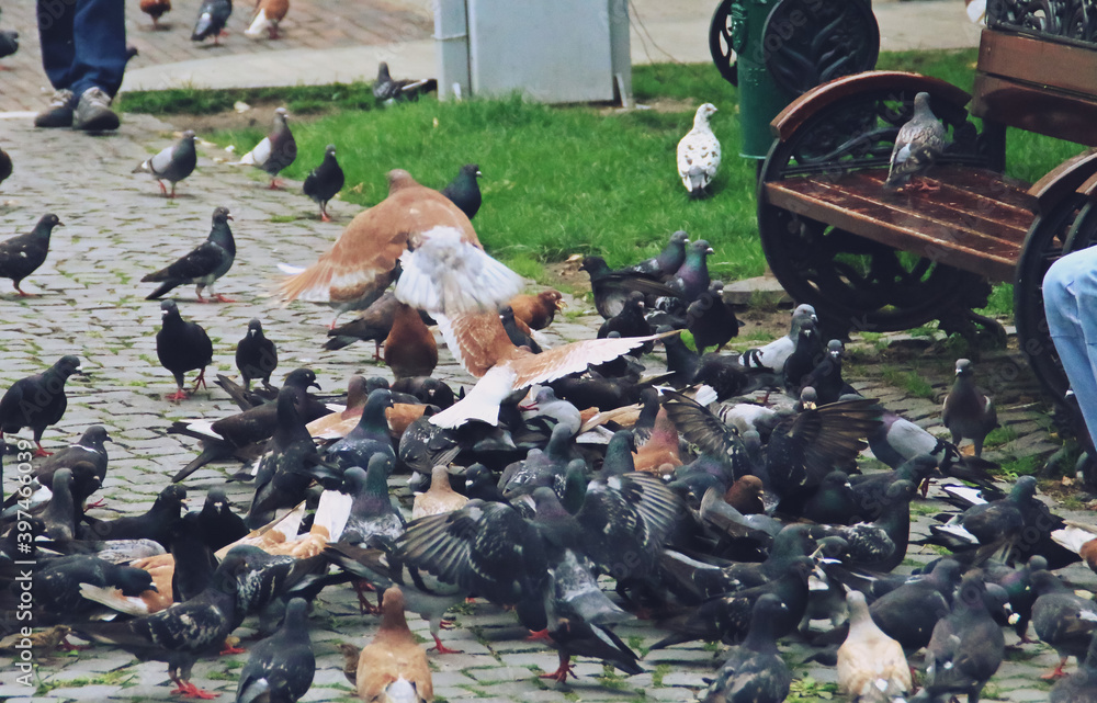 Una bandada de palomas en un parque. Palomas alimentadas por una mujer ...