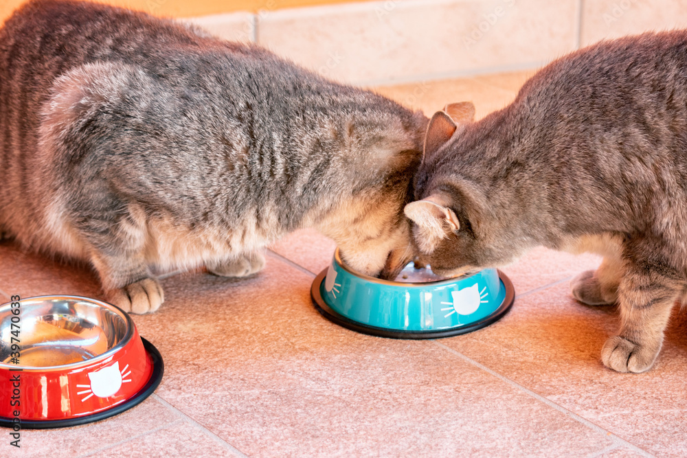 Close up to cats competing to eat from the same small bowl. Concept for ...