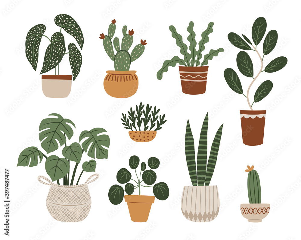 Home plants vector set. Hand drawn illustration in boho style. Vector ...