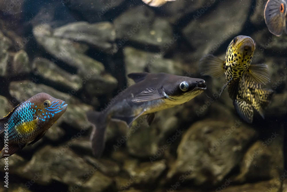 Striped catfish, Iridescent shark (Pangasianodon hypophthalmus) is ...