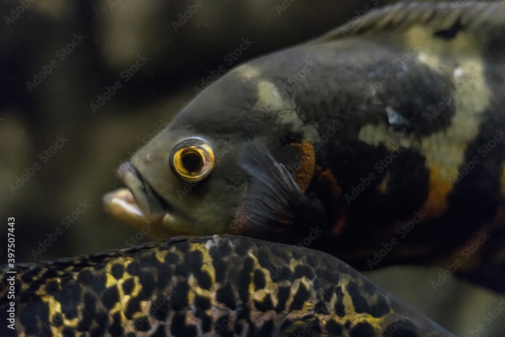 Oscar fish, Astronotus ocellatus. Tropical freshwater fish in aquarium ...