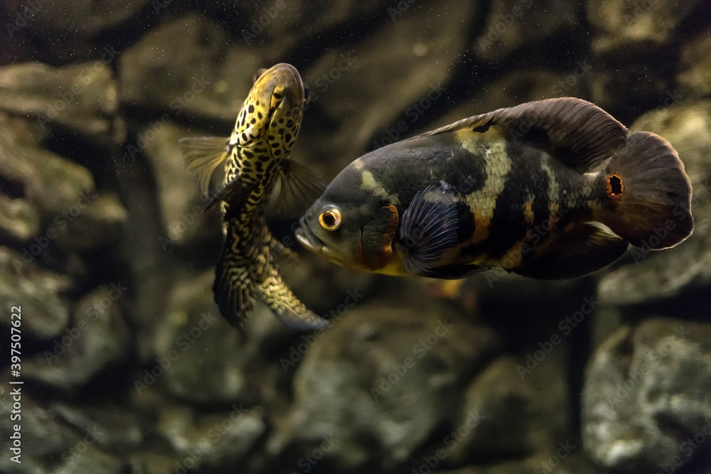 Managuense cichlid or Jaguar (Parachromis managuensis). Large cichlids ...