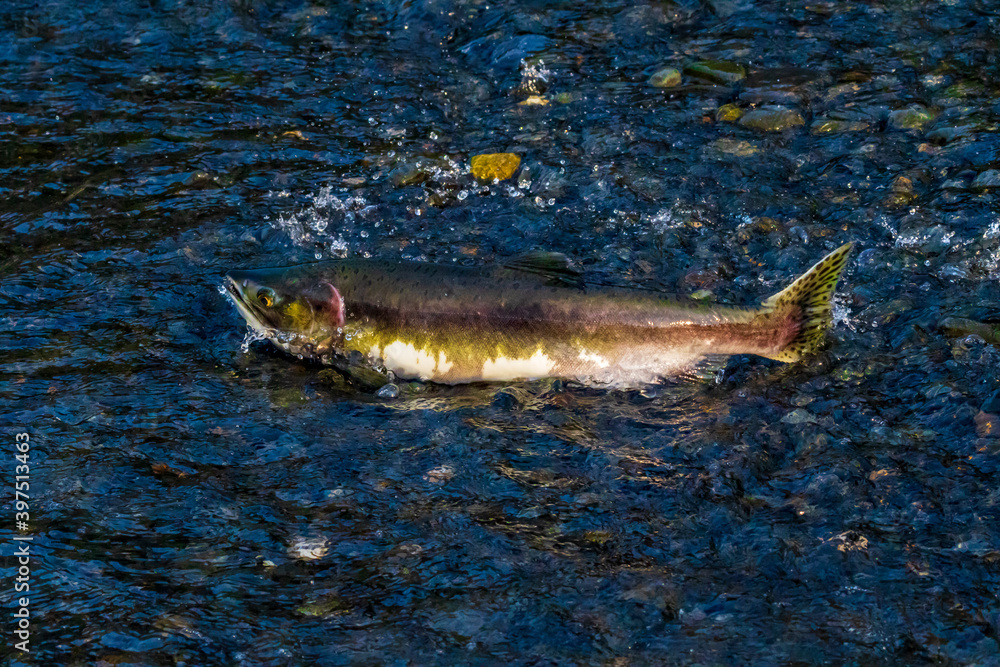 Humpy salmon (Pink Salmon) migrating from ocean up shallow stream to ...