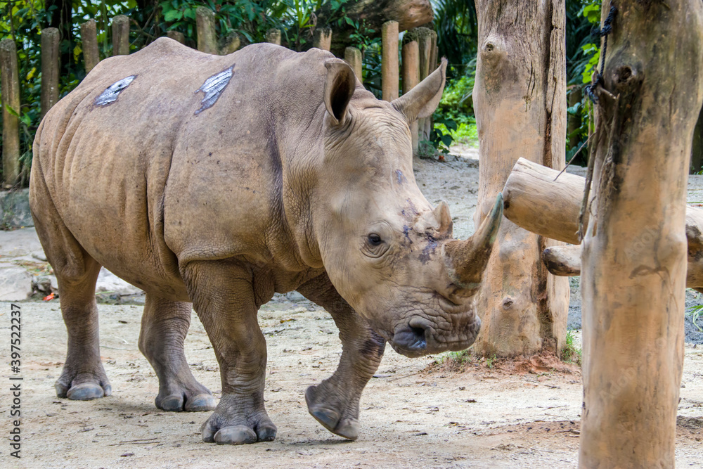 The white rhinoceros (Ceratotherium simum) is the largest extant ...