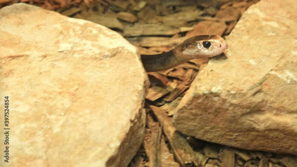 Vidéo Stock Coastal taipan snake in a natural terrarium. Oxyuranus ...