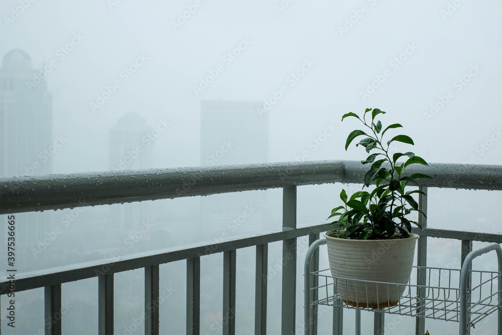 Jakarta, Indonesia - December 6th 2020: A plant in an apartment balcony ...