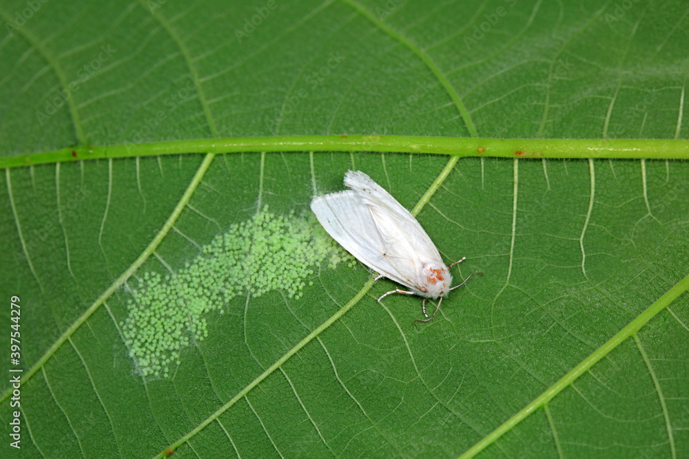 American white moth lays eggs on leaves in nature, North China Plain ...