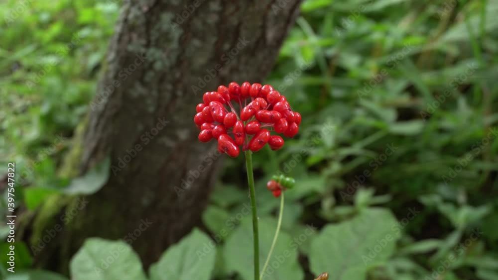 Wild root ginseng with red berries. A close up of the most famous ...