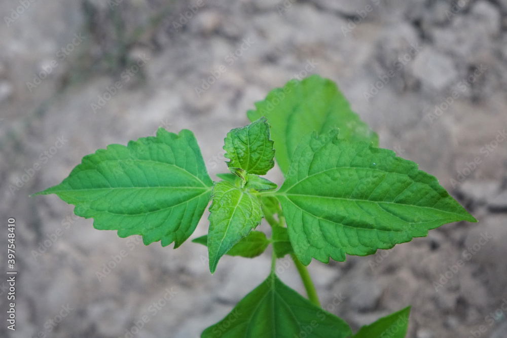Green Siam Weed (Chromolaena odorata L.) on nature background. Bitter ...
