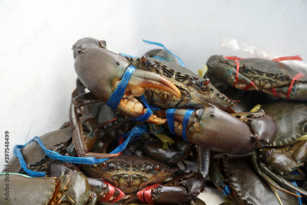Serrated Mud Crab is tied with straw rope. Scylla serrata, Black Crab ...