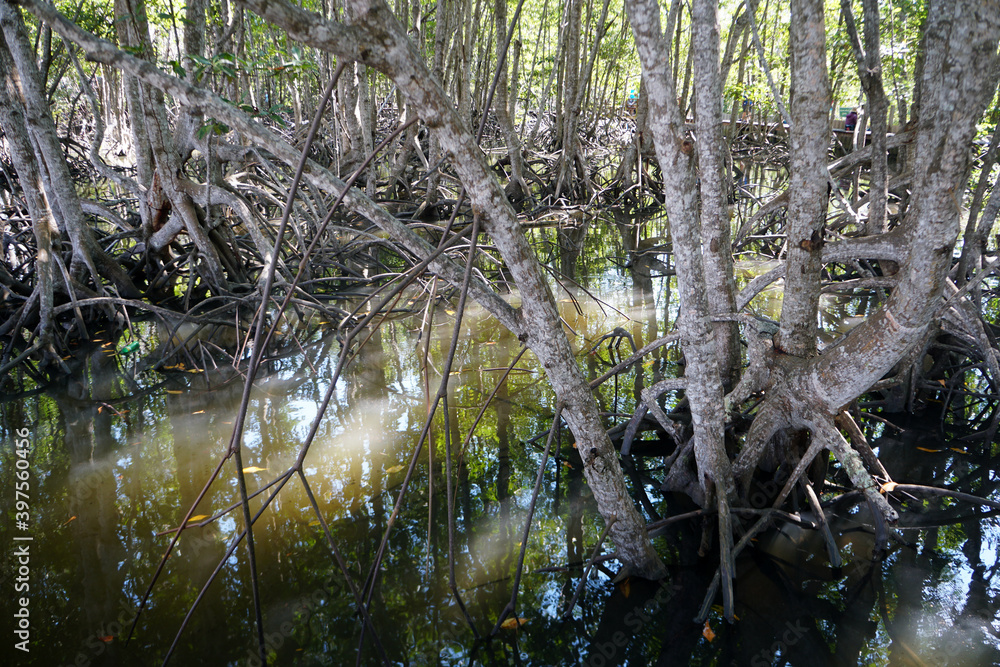 Prop root or Buttress root of the Mangrove tree in the nature ...