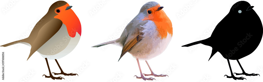 Silhouette, tracing and vector of Robin (Erithacus rubecula) isolated ...