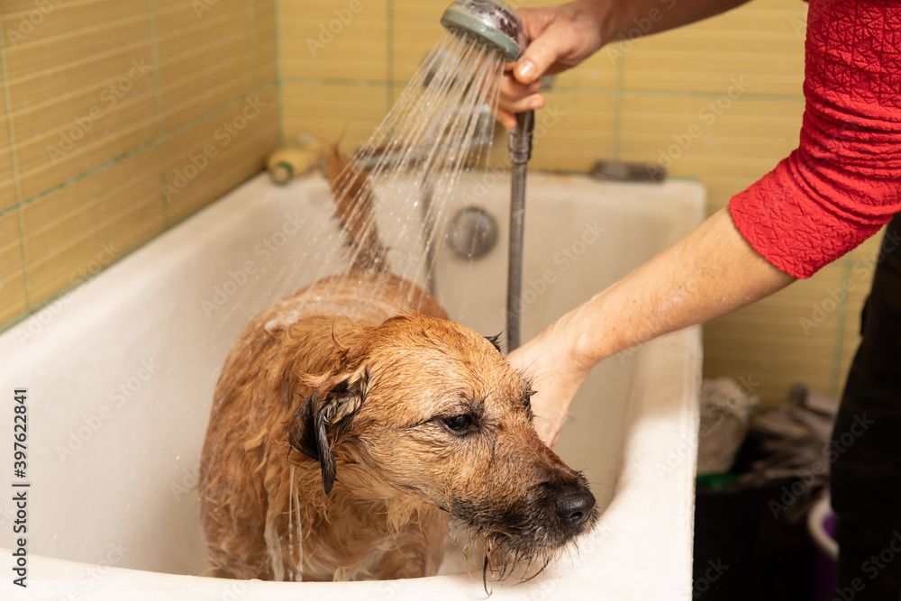 Bathroom to a dog, dog in the bath , dog taking a shower with shampoo ...