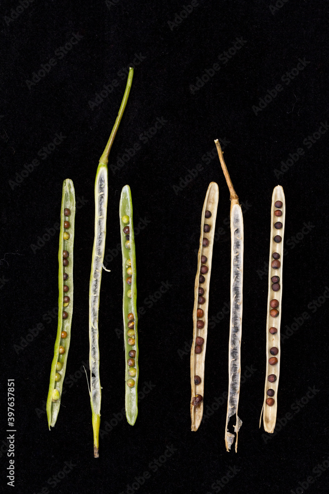 Canola green and mature opened siliques with seeds on black background ...
