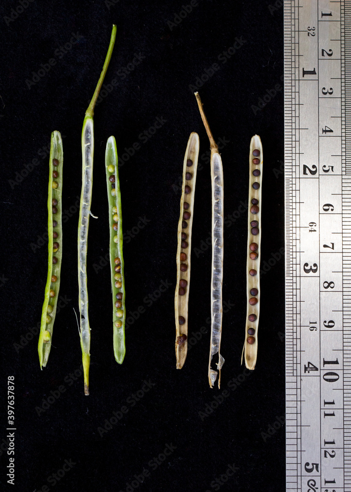 Canola green and mature opened siliques with seeds on black background ...