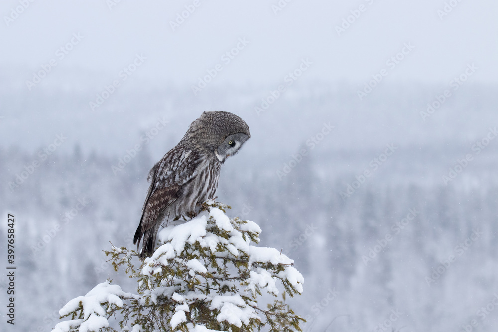 Majestic Great Grey Owl (Strix nebulosa) observing mice in a winter ...