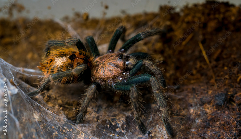 tarantula chromatopelma cyaneopubescens next to its spider web foto de ...