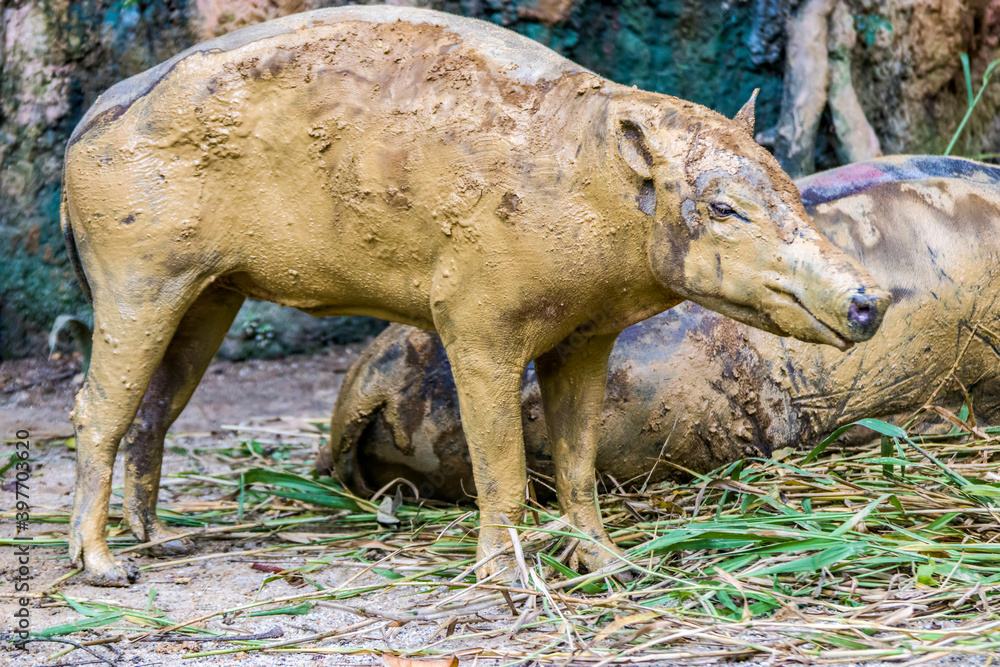 a female Buru babirusa stands alone. It is a wild pig-like animal ...