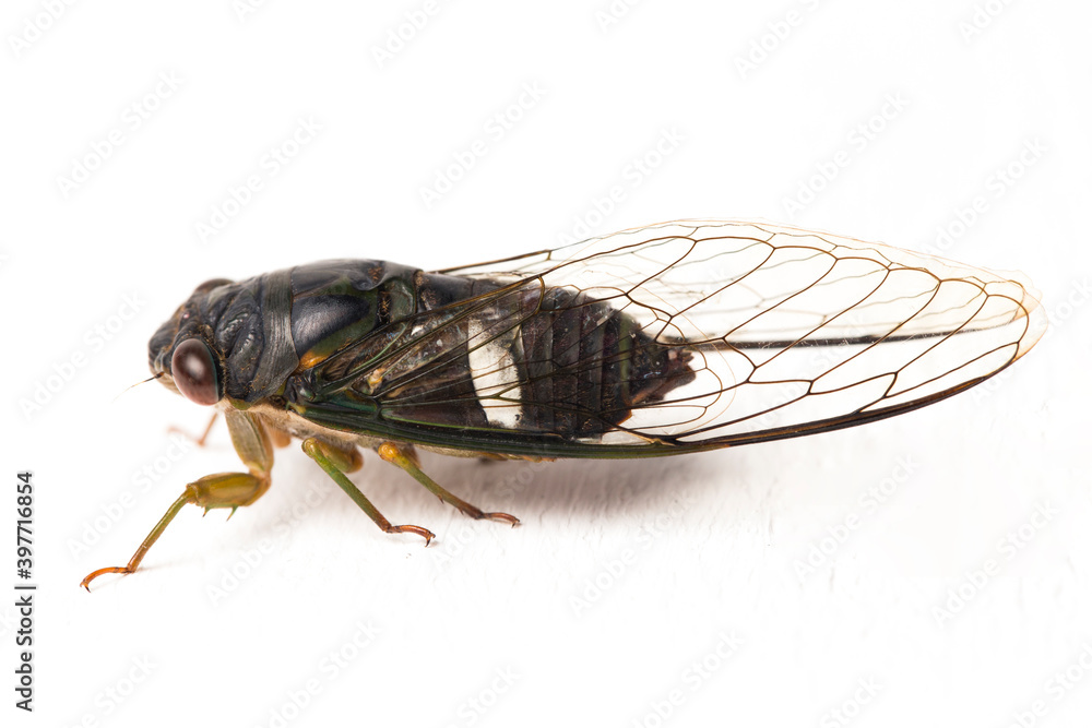 cicada insect isolated on white background Stock Photo | Adobe Stock