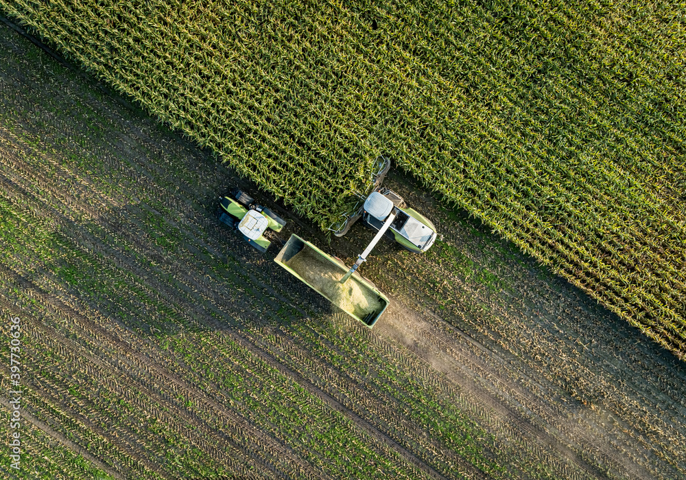 Ackerbau - Luftaufnahme von der Silomaisernte auf dem Feld ...