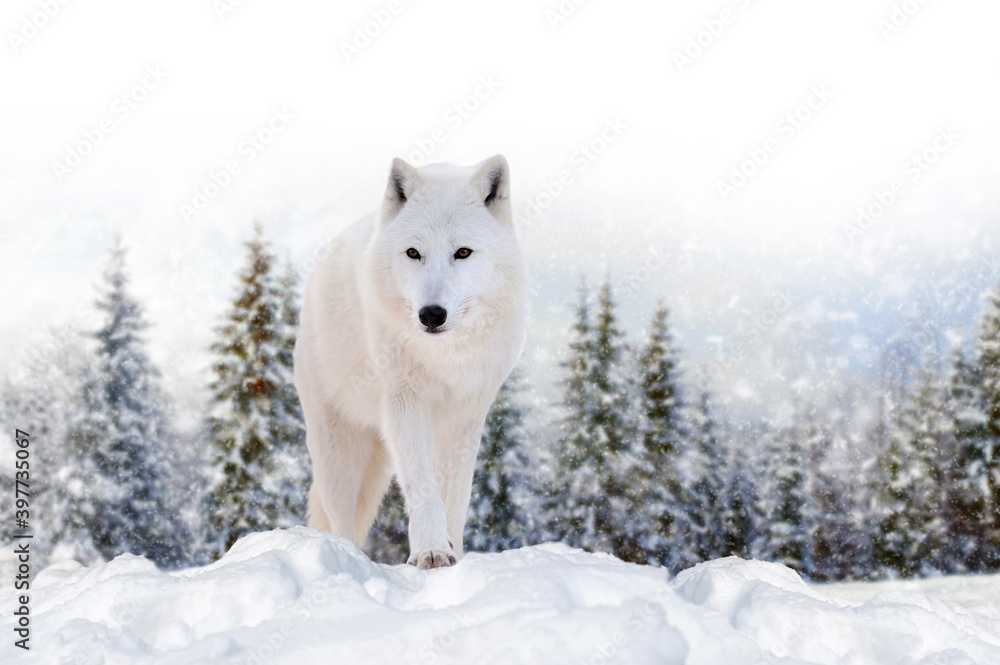 Arctic Wolf In Snow