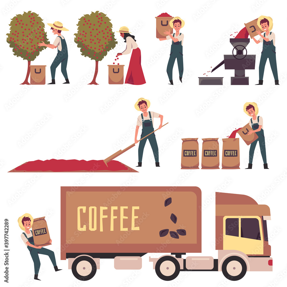 Stages of coffee production a set vector isolated illustrations. Stock ...