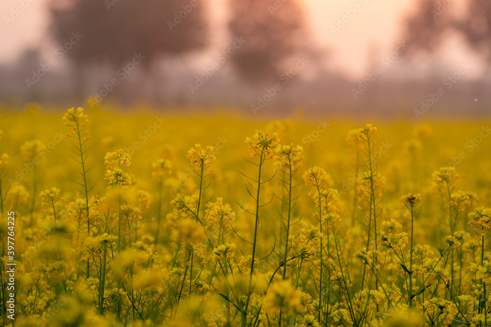 The mustard plant is a plant species in the genera Brassica and Sinapis ...