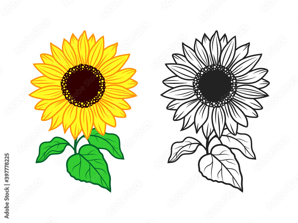 Sunflower Vector Illustration