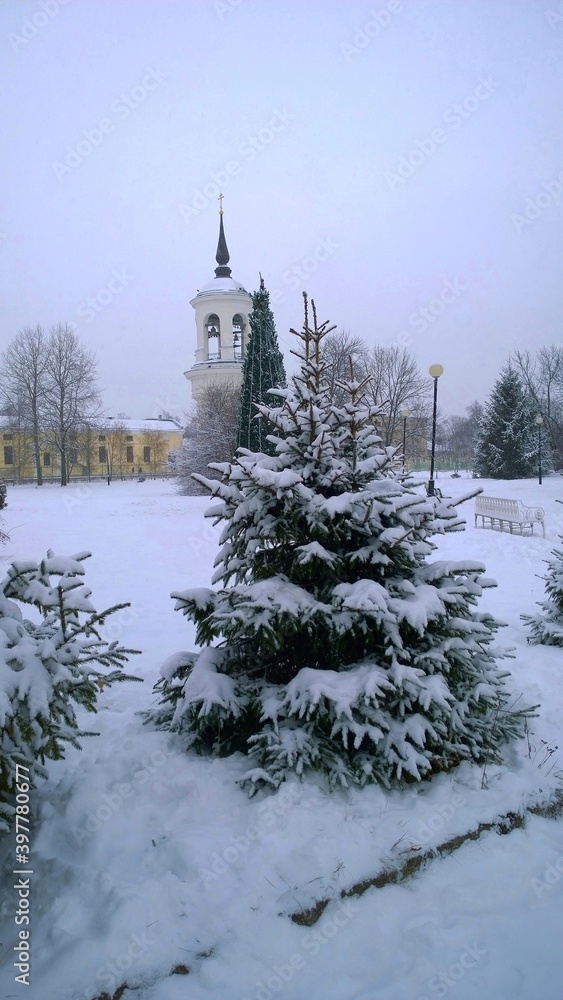 White snow covered young decorative blue spruce. Bell tower on ...
