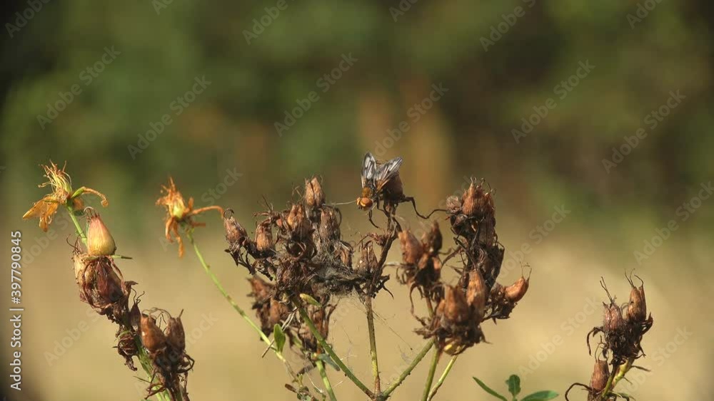 Large brown Bot fly (Botflies, also known as warble flies, heel flies ...