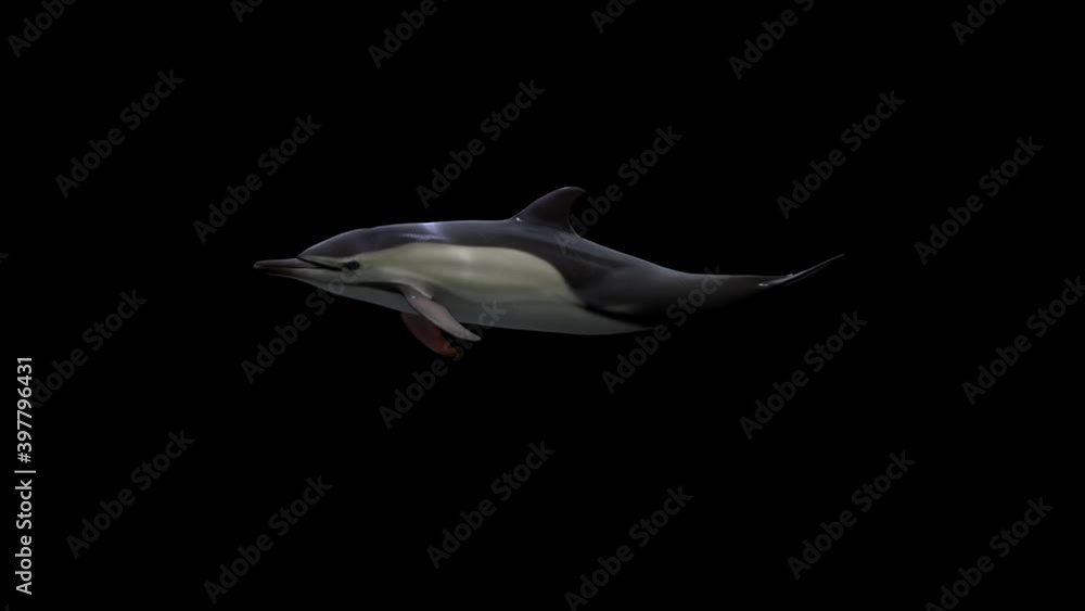 A cute dolphin swimming forward freely underwater, side view, realistic ...