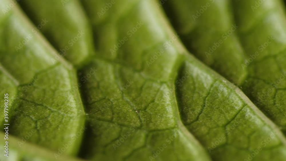 Cell Structure View of Leaf Surface Showing Plant Cells For Education ...