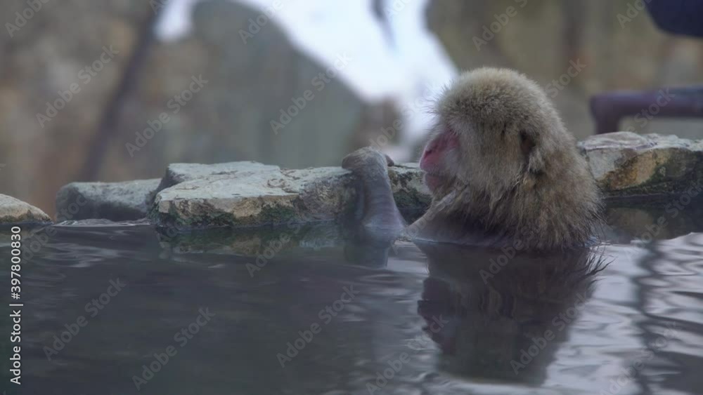 The famous snow monkeys bath in a natural onsen hot springs of Nagano ...