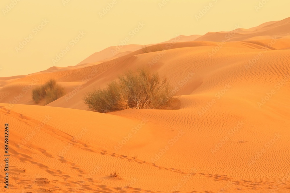 Green bushes in desert, brown sand dunes form wave designs. Footmarks ...