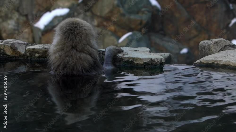Snow monkey Japanese macaque of red face portrait in the cold water ...