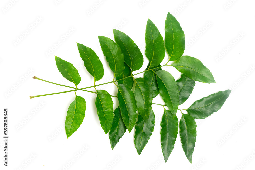 Medicinal neem leaf isolated on white background. Green leaf in South ...