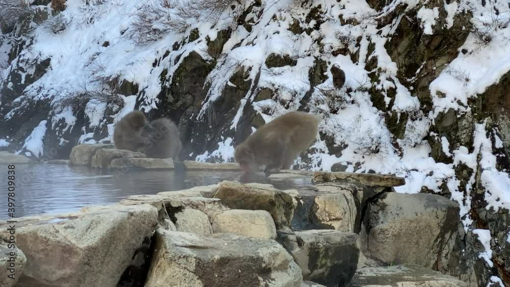The famous snow monkeys drinking water in a natural onsen hot springs ...