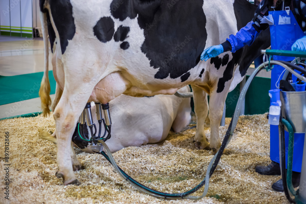 Fotka „Automated milking suction machine with teat cups during work ...
