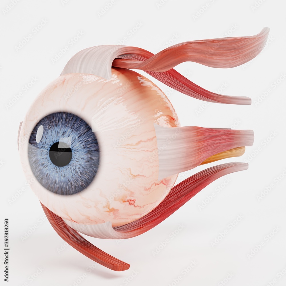 Realistic 3D Render of Eye Muscles Model Stock Illustration | Adobe Stock