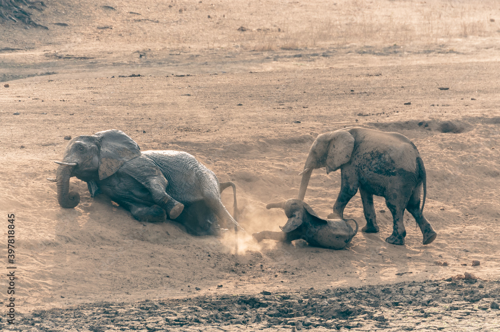 Mama and baby elephant dust bathing in the sand. This mammals do that ...